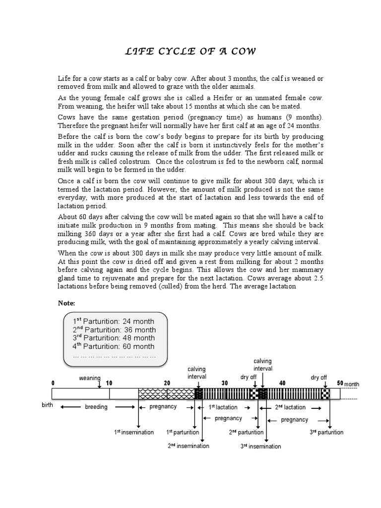 Life Cycle of A Cow: Calving Interval Calving Interval Dry Off | PDF ...