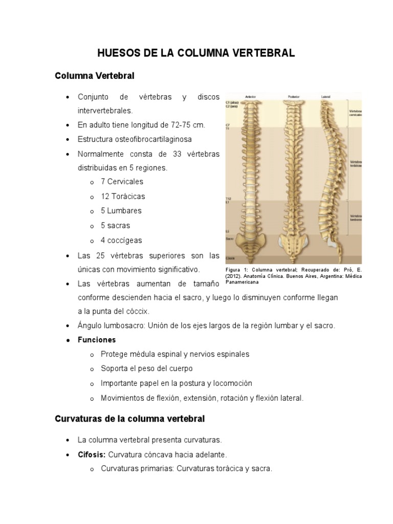 Huesos de La Columna Vertebral | PDF | Vértebra | La columna vertebral