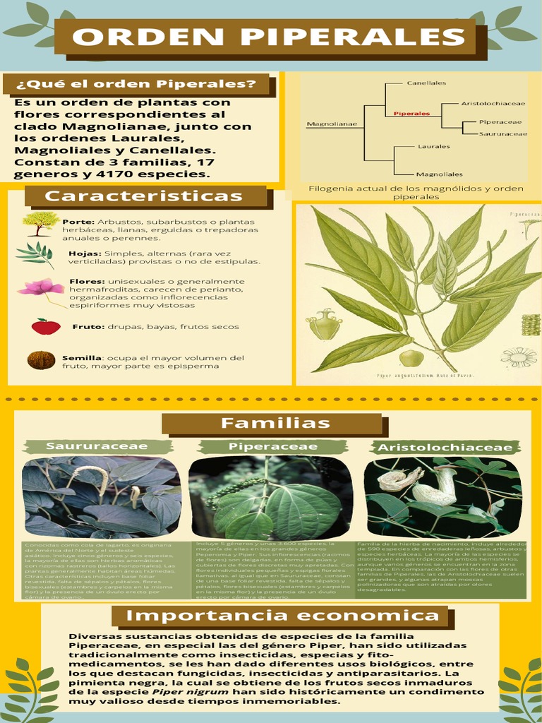 Características del orden Piperales | PDF | Flores | Plantas