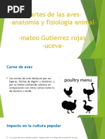Principales Partes Del Gallo | PDF | Estudios de idiomas extranjeros