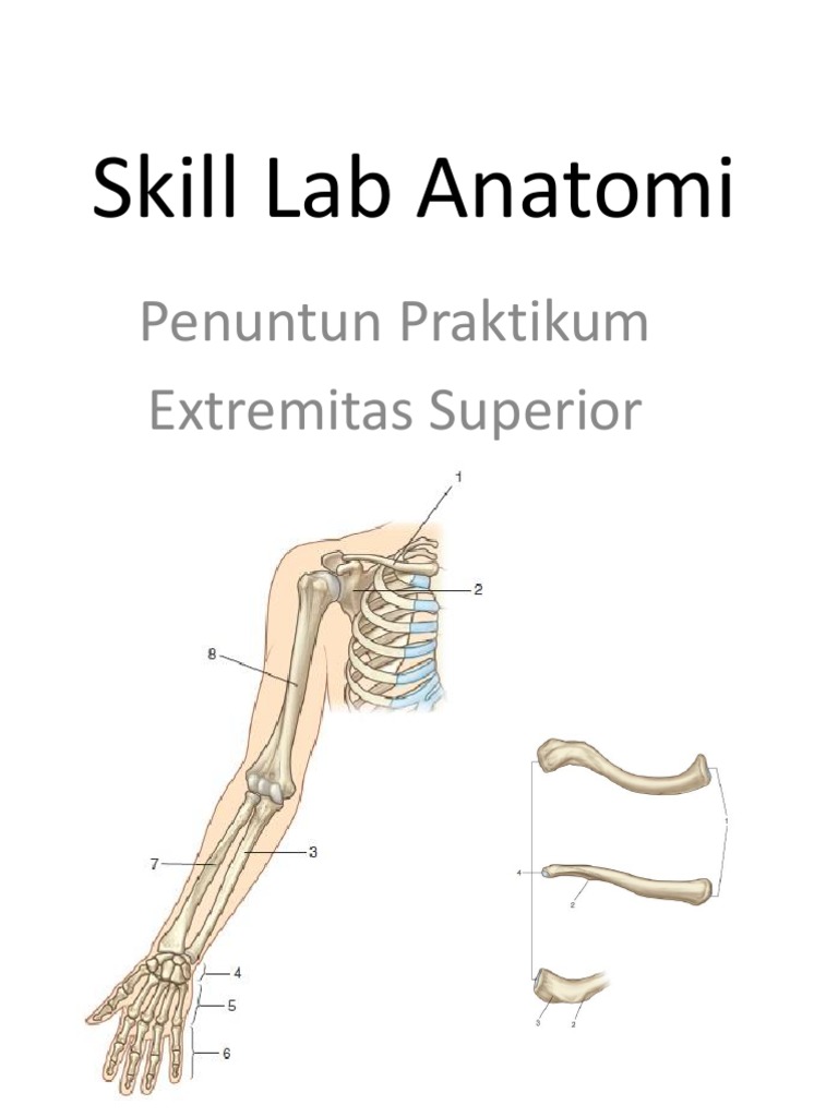 An Illustrated Guide to the Bones of the Upper Extremity | PDF