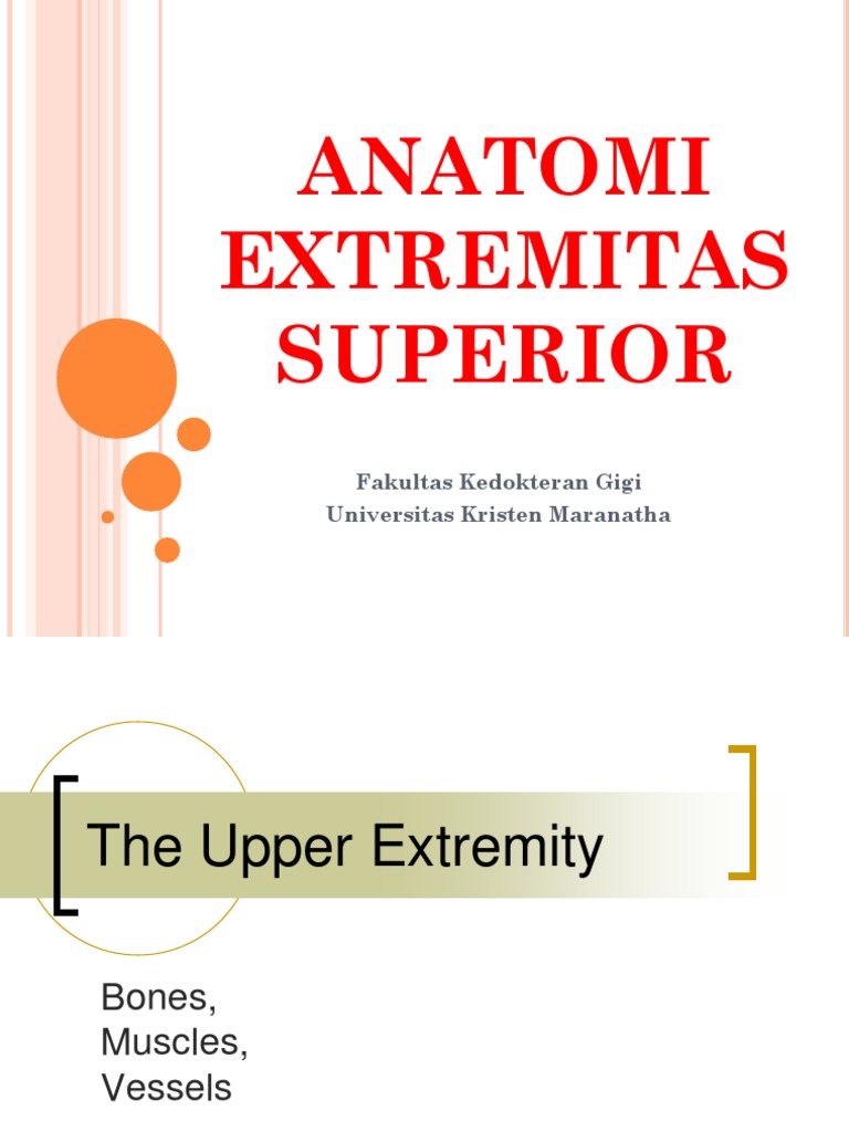 3 Extremitas Superior PDF | PDF
