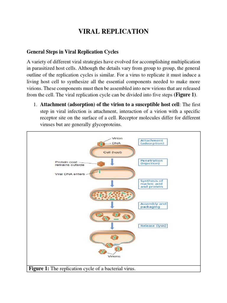 Viral Replication and Classification Explained | PDF | Sense (Molecular ...