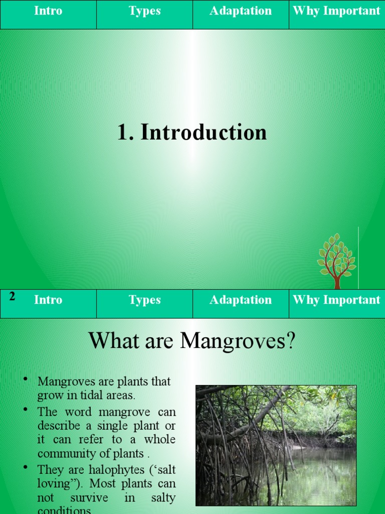 Understanding Mangrove Ecosystems | PDF | Mangrove | Ecosystem