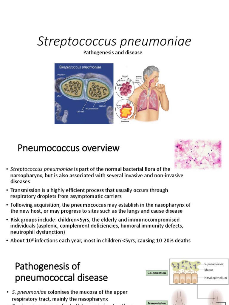 Streptococcus Pneumoniae: Pathogenesis and Disease | PDF | Pneumonia ...