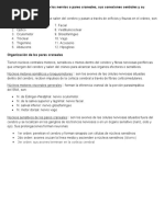 Ubicación y función del ganglio geniculado | PDF | Anatomia animal ...