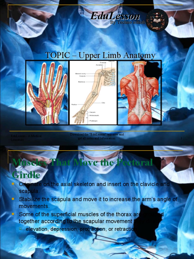 Upper Limb Anatomy | PDF | Arm | Elbow