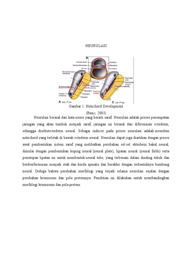 Proses Neurulasi dan Perkembangannya | PDF | Filsafat | Sains & Matematika