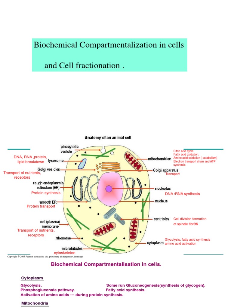 Unit 3b Biochemical Compartmentalization & Separation of Organelles ...