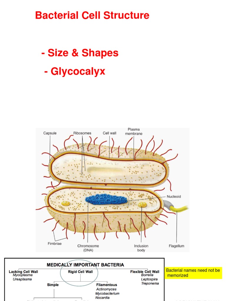 Unit 4 Bacterial Structure - Overview & Glycocalyx 2020 PDF | PDF ...