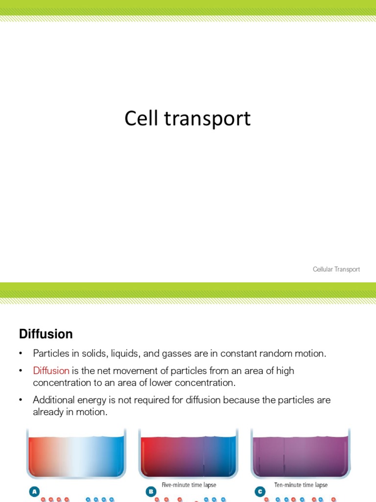 Biologia - Cell Transport Reading and Questions | PDF | Osmosis | Cell ...