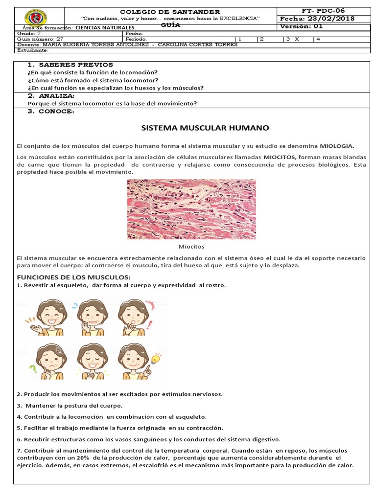 Guía de Ciencias Naturales: Sistema Muscular | PDF | Músculo | Hueso