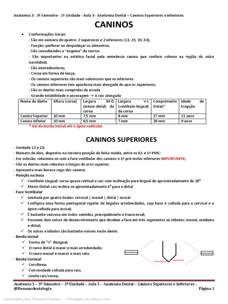 Anatomia dos Caninos Dentais | PDF | Dente | Rosto