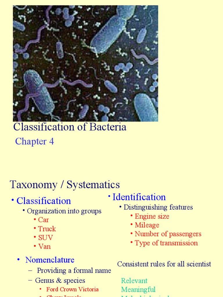 Classification of Bacteria | Download Free PDF | Bacteria | Gram ...