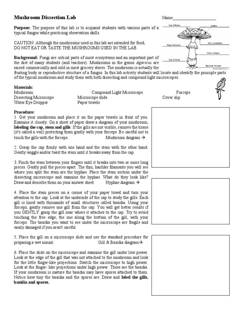 Mushroom Dissection Lab | PDF | Mushroom | Fungus