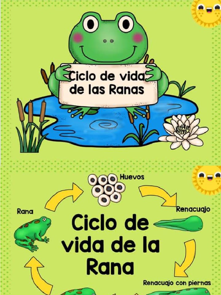 Ciclo De Vida De La Rana Ciclo Vida Ranas – Iberozoa Junior
