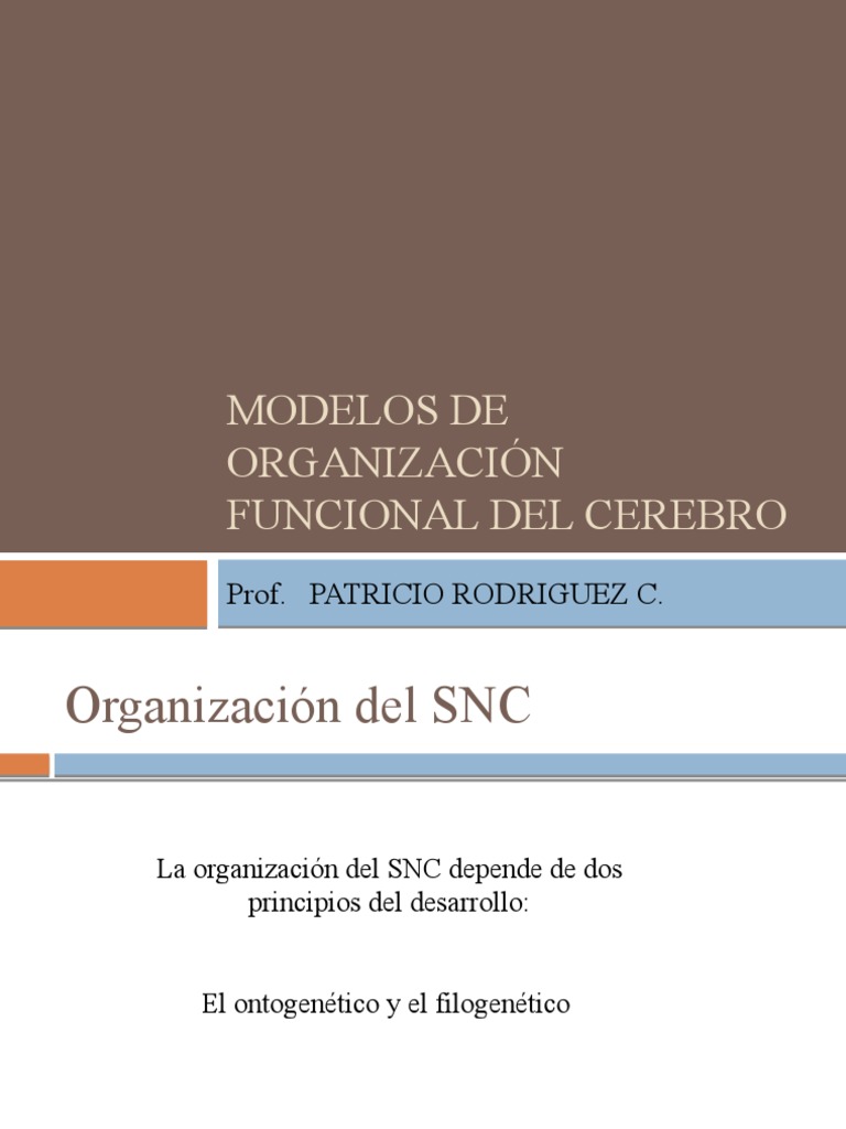 Modelos de Organización Funcional Del Cerebro | PDF | Corteza cerebral ...