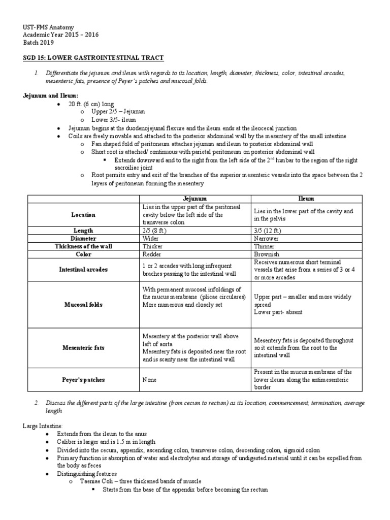 Anatomy SGD (Lower GIT) | PDF | Large Intestine | Peritoneum