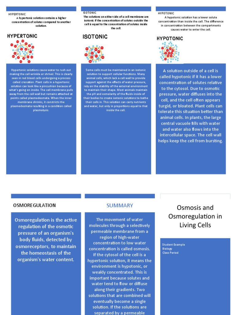 Final Osmosis | PDF | Osmosis | Anatomy