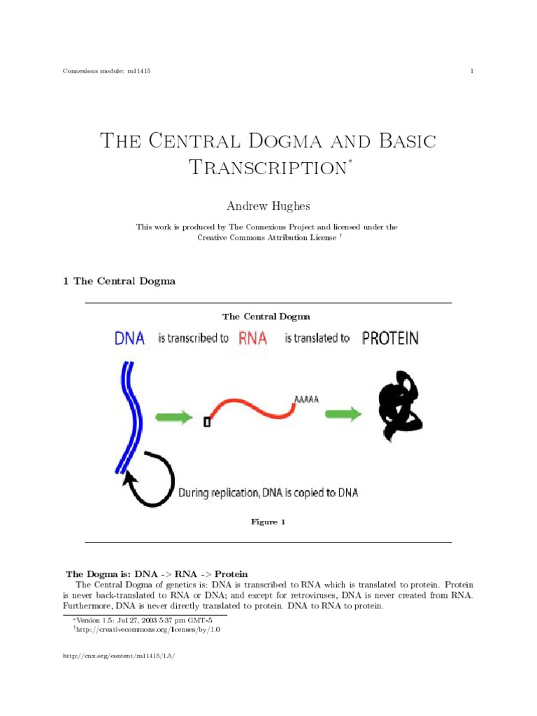 The Central Dogma and Basic Transcription: Andrew Hughes | Download ...