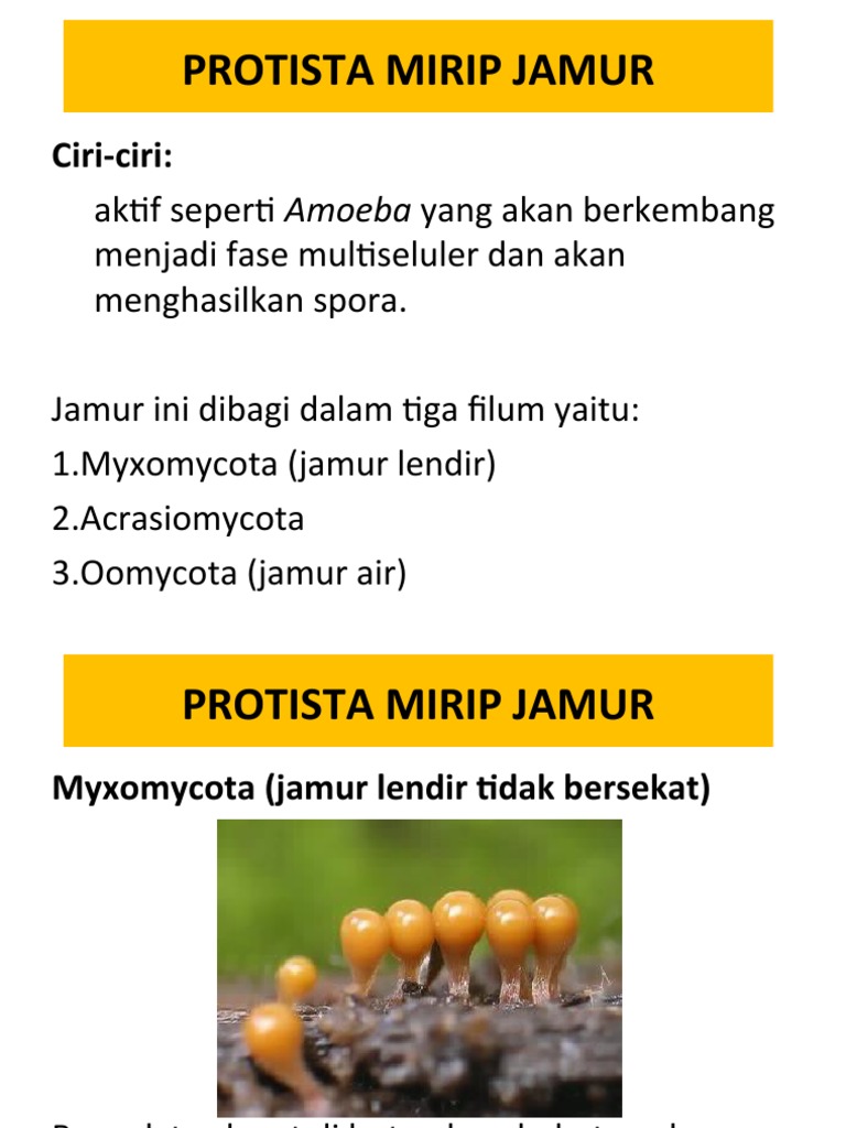 Protista Mirip Jamur | PDF