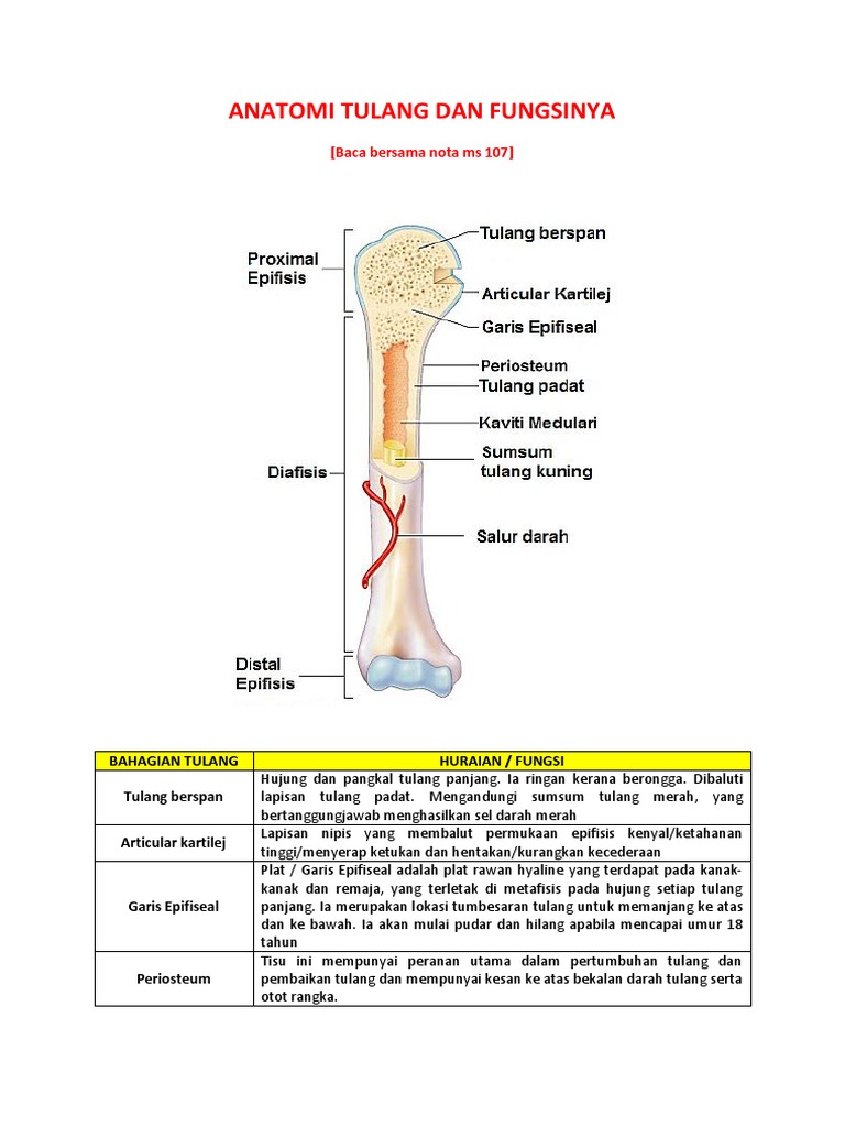 Anatomi Tulang Dan Fungsinya PDF | PDF
