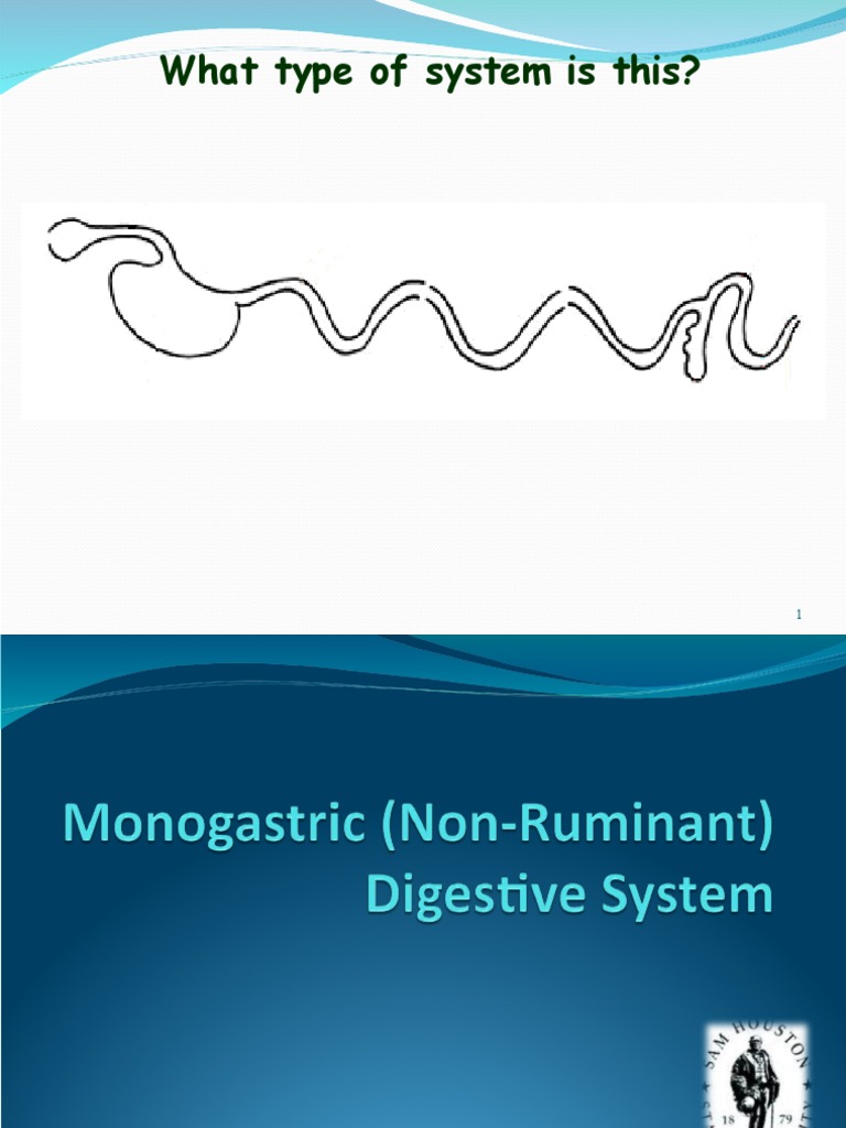 Monogastric (1).ppt | Digestion | Small Intestine