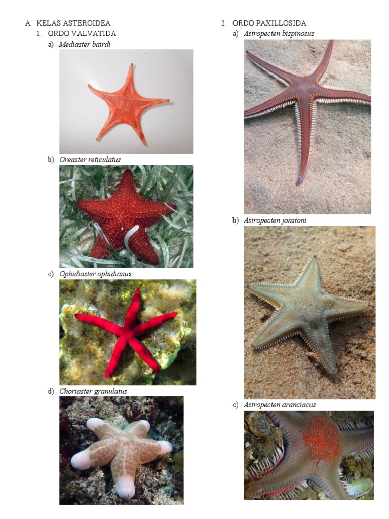 A. Kelas Asteroidea 1. Ordo Valvatida A) Mediaster Bairdi 2. Ordo ...