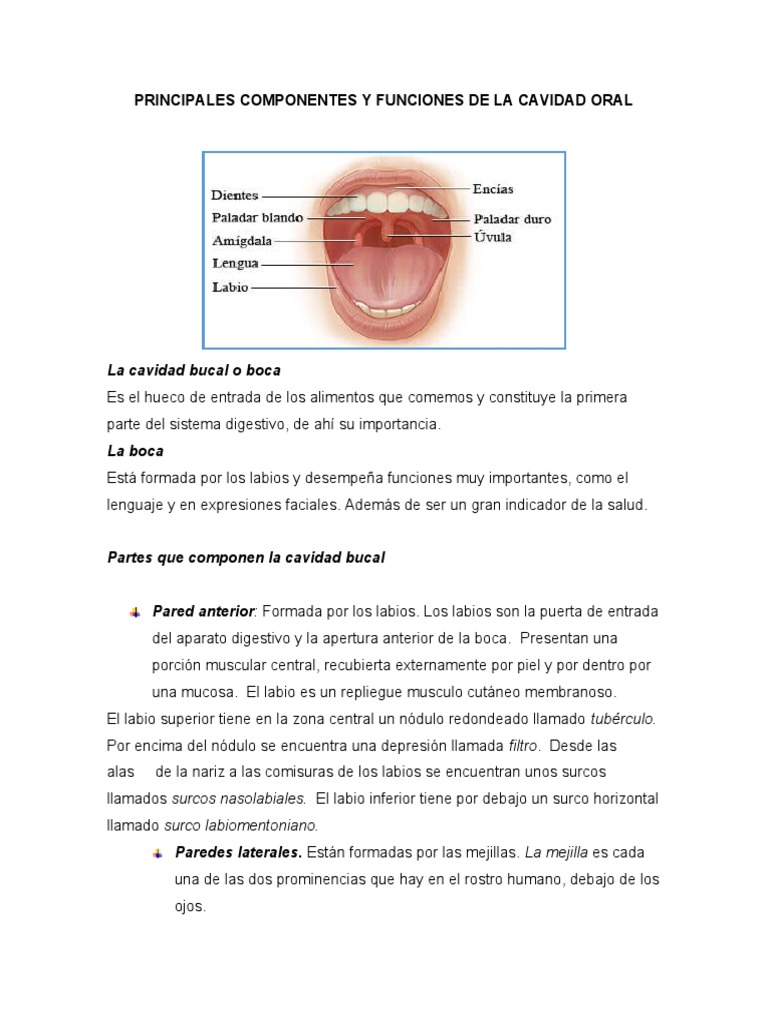 Principales Componentes y Funciones de La Cavidad Oral | PDF | Higiene ...