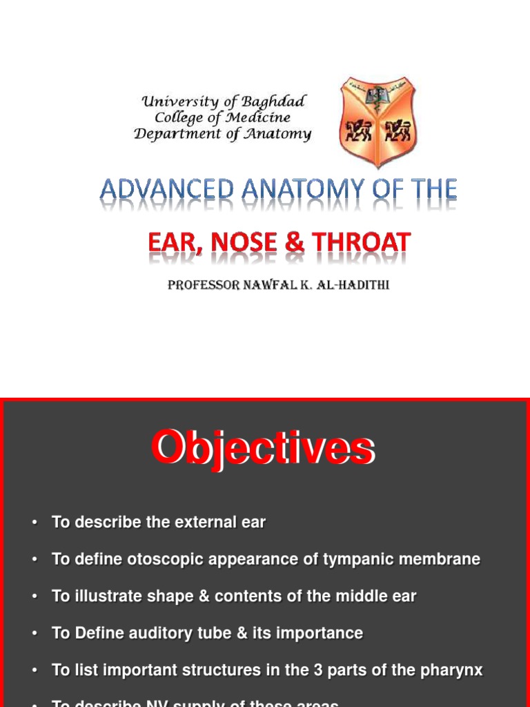 ENT Anatomy and Functions Overview | PDF | Human Nose | Ear