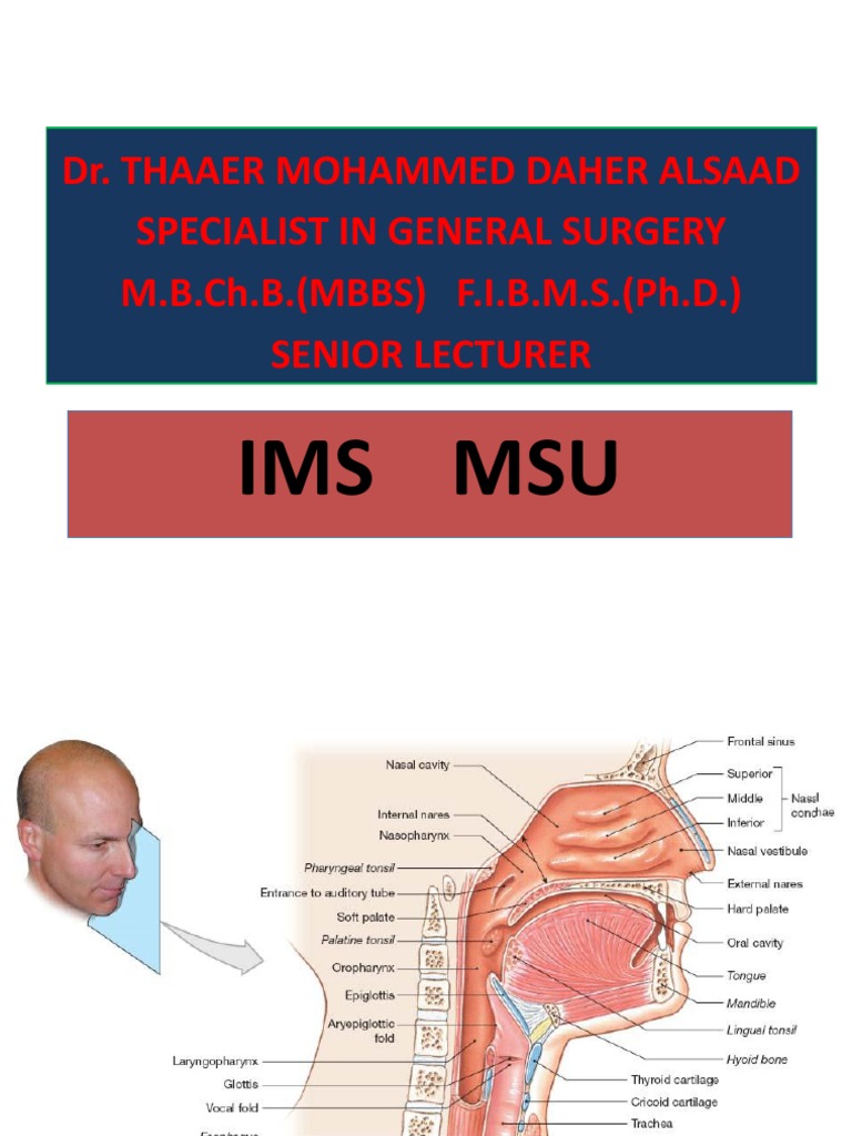 Anatomy and Function of the Larynx | PDF | Larynx | Common Carotid Artery