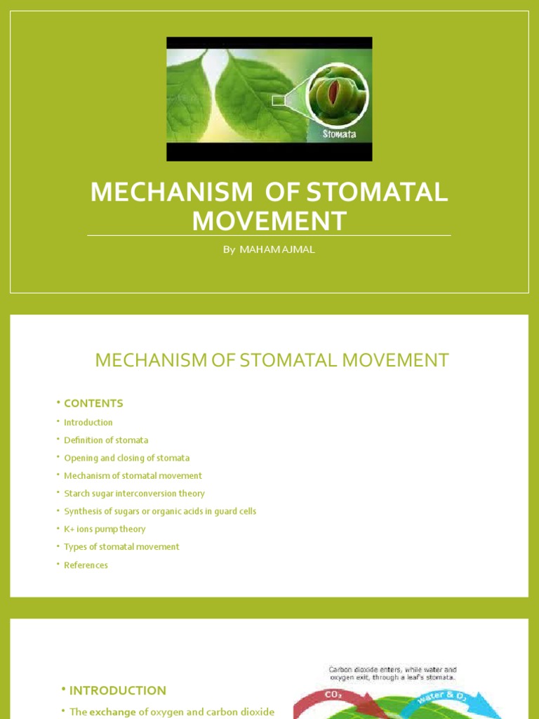 Mechanism of Stomatal Movement | PDF | Stoma | Osmosis