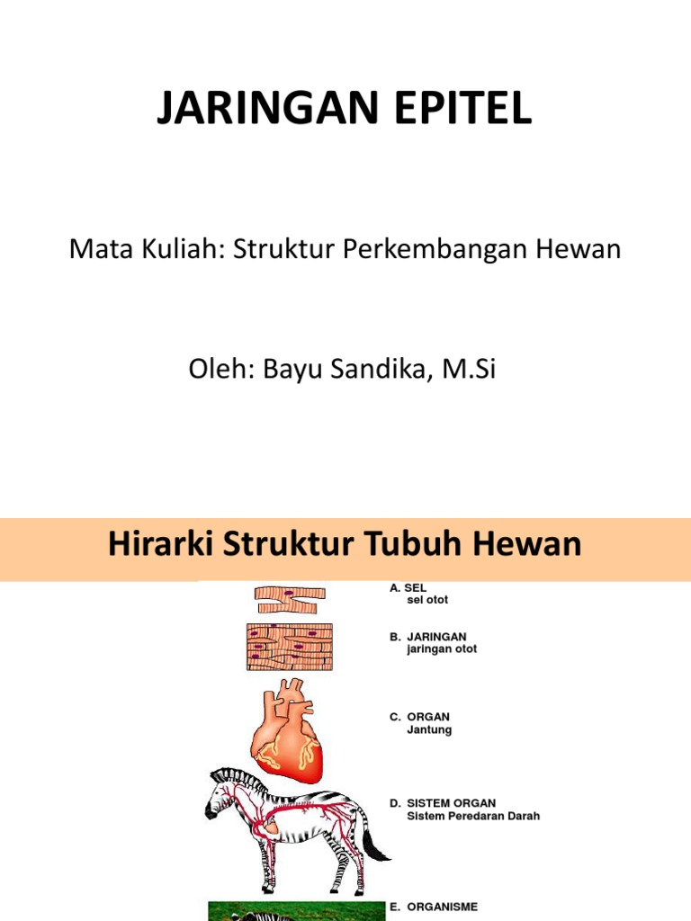 Jaringan Epitel | PDF