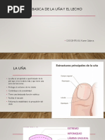 Onicectomía: Procedimiento y Cuidados | PDF | Clavo (anatomía) | Dedo ...