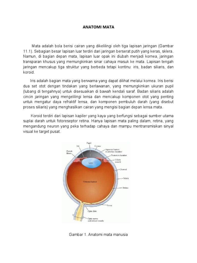 Anatomi Mata | PDF