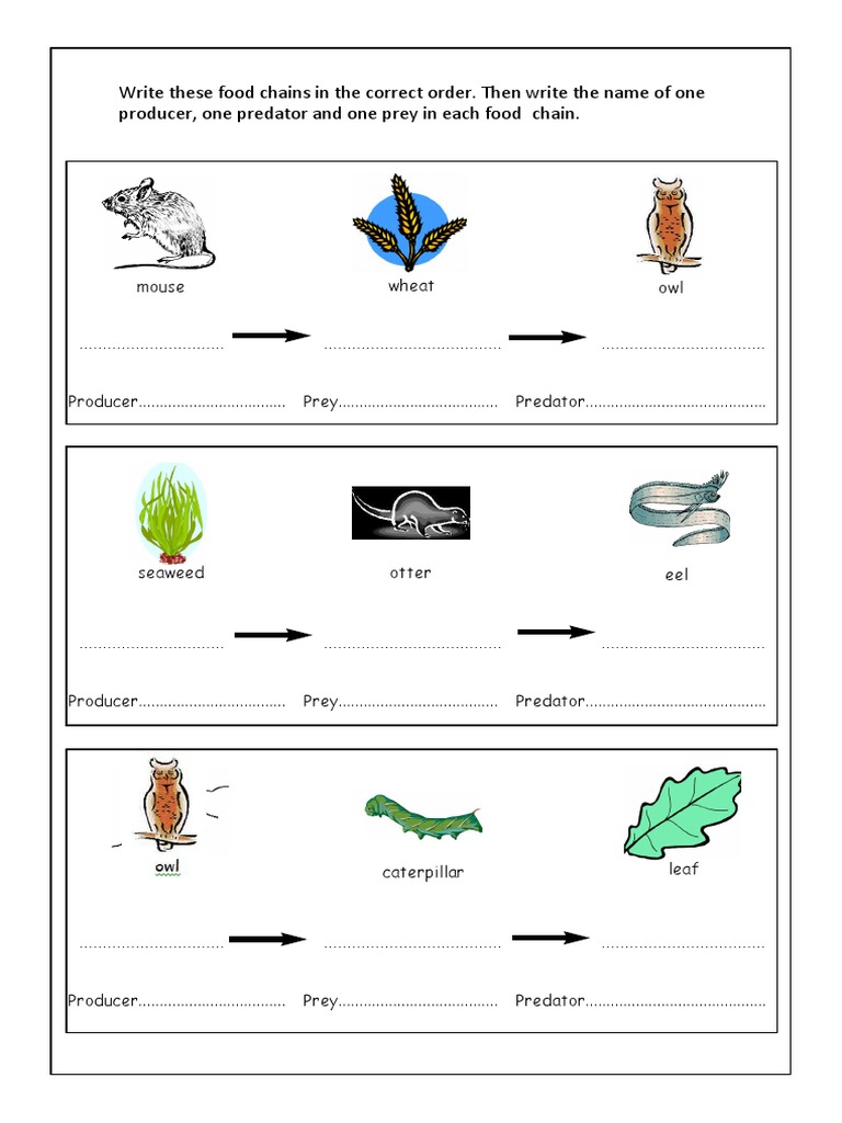 Food Chain Worksheet for Grade 3 | PDF