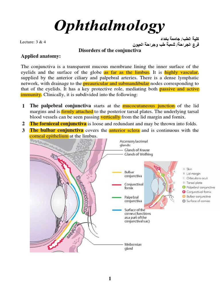 6 - 7 Conjunctiva | PDF | Herpes Simplex | Ophthalmology