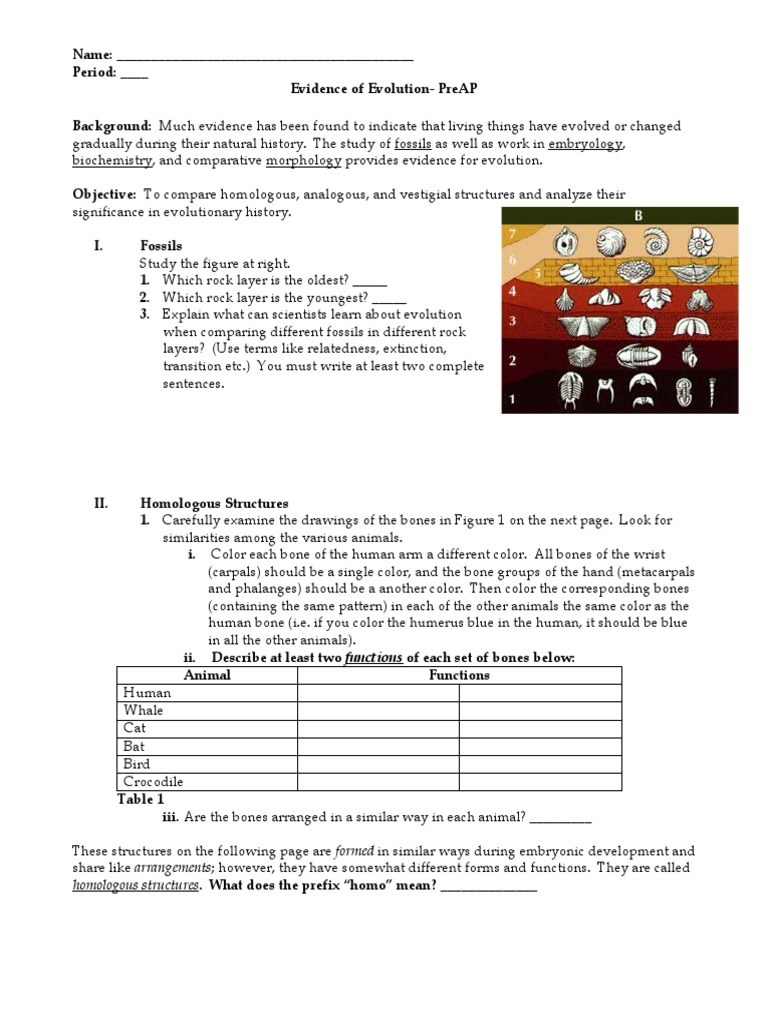 Worksheet - Evidence of Evolution Worksheet Murch 2013 2 | PDF ...