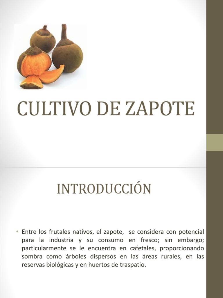 Guía Completa sobre el Cultivo de Zapote | PDF | Hoja | Arboles