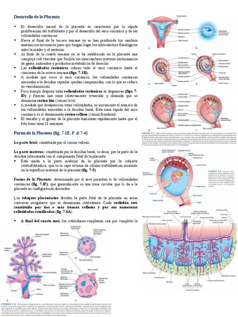 Desarrollo De La Placenta Pdf Placenta Feto