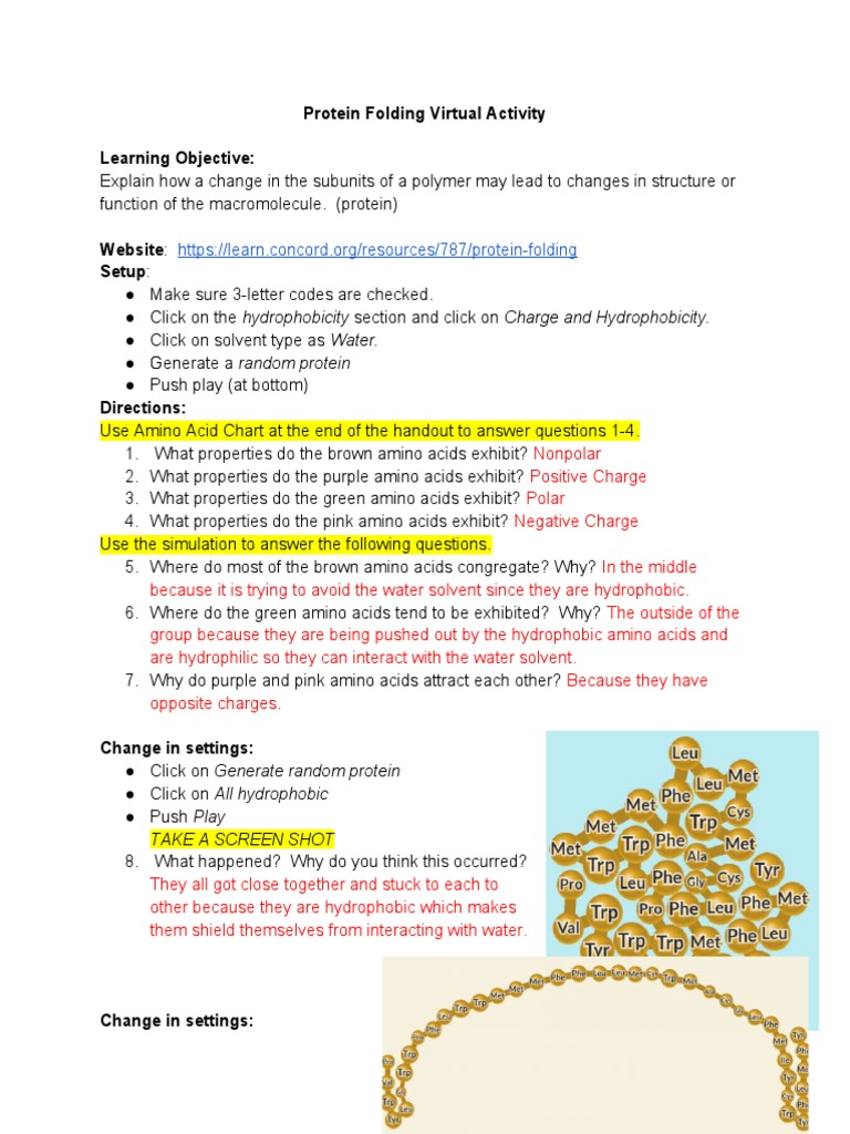 Protein Folding Virtual Activity Guide | PDF | Amino Acid | Macromolecules