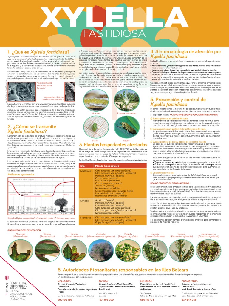 Transmisión y control de Xylella fastidiosa | PDF | Aceituna | Insectos