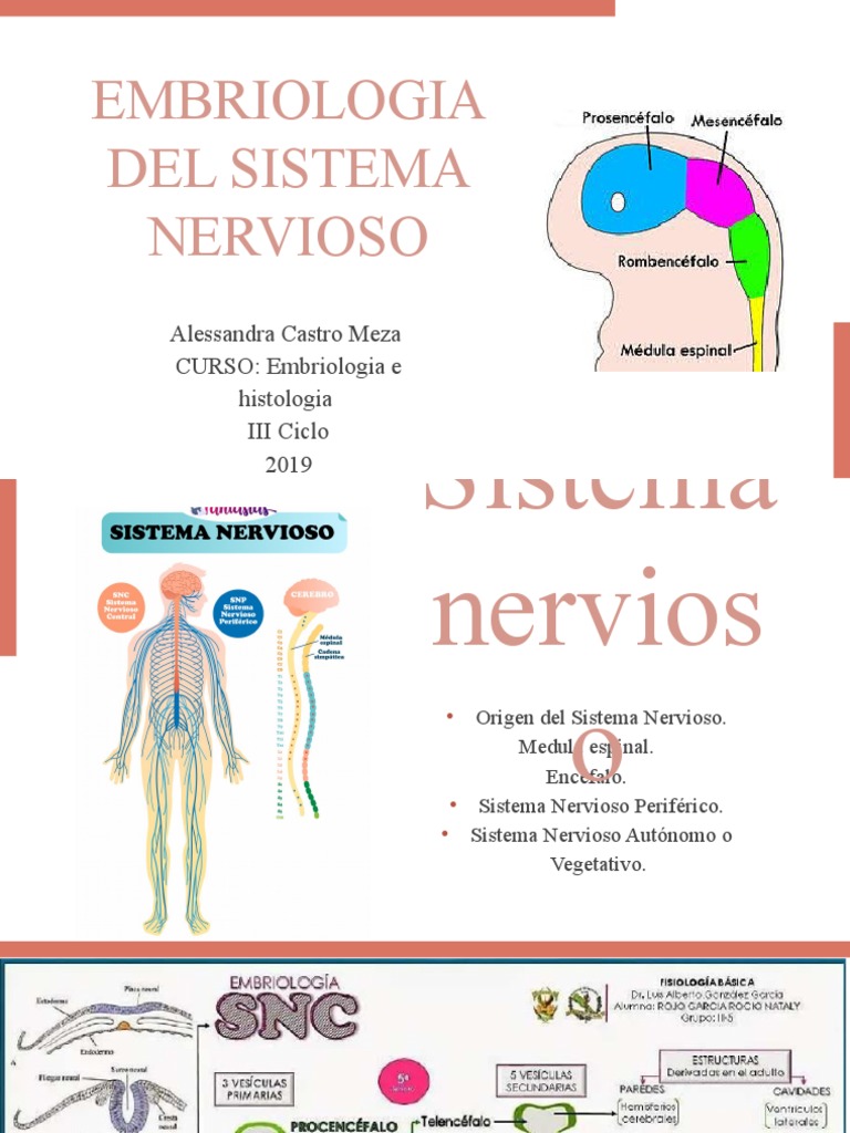 Embriologia Del Sistema Nervioso | PDF | Médula espinal | Cerebelo