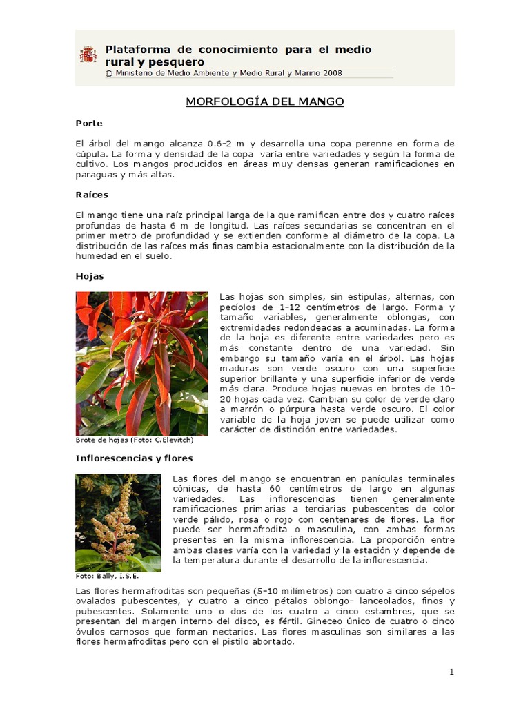 MORFOLOGIA DEL MANGO - No Usar PDF | PDF | Hoja | Fruta