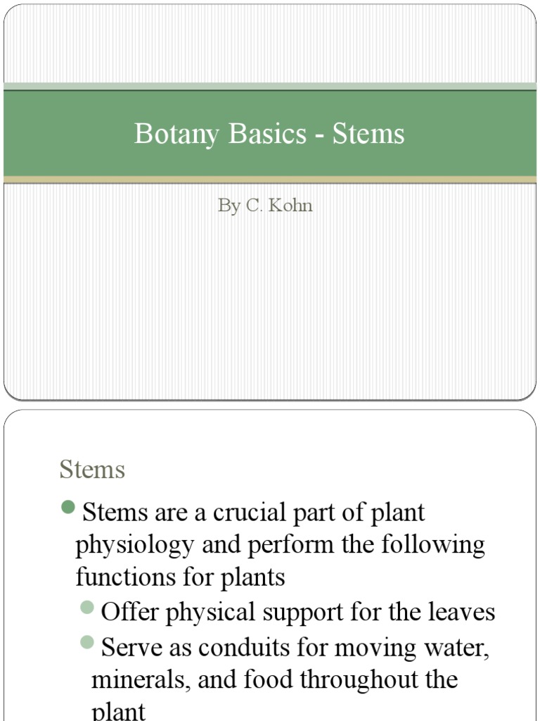 Botany Basics - Stems: by C. Kohn | PDF | Plant Stem | Bulb