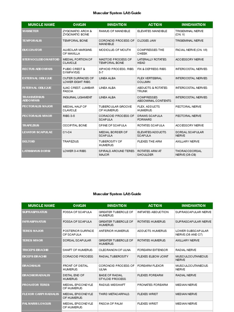 Muscular System LAB Guide | PDF | Musculoskeletal System | Lower Limb ...