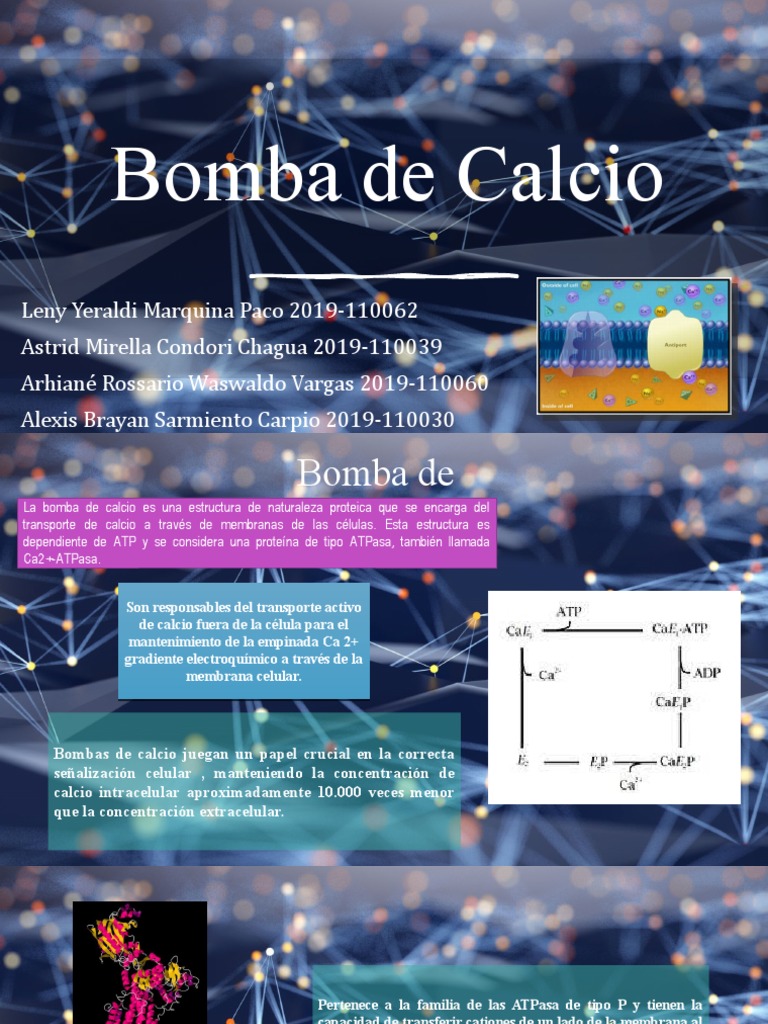 Bomba de Calcio | PDF | Calcio | Membrana celular