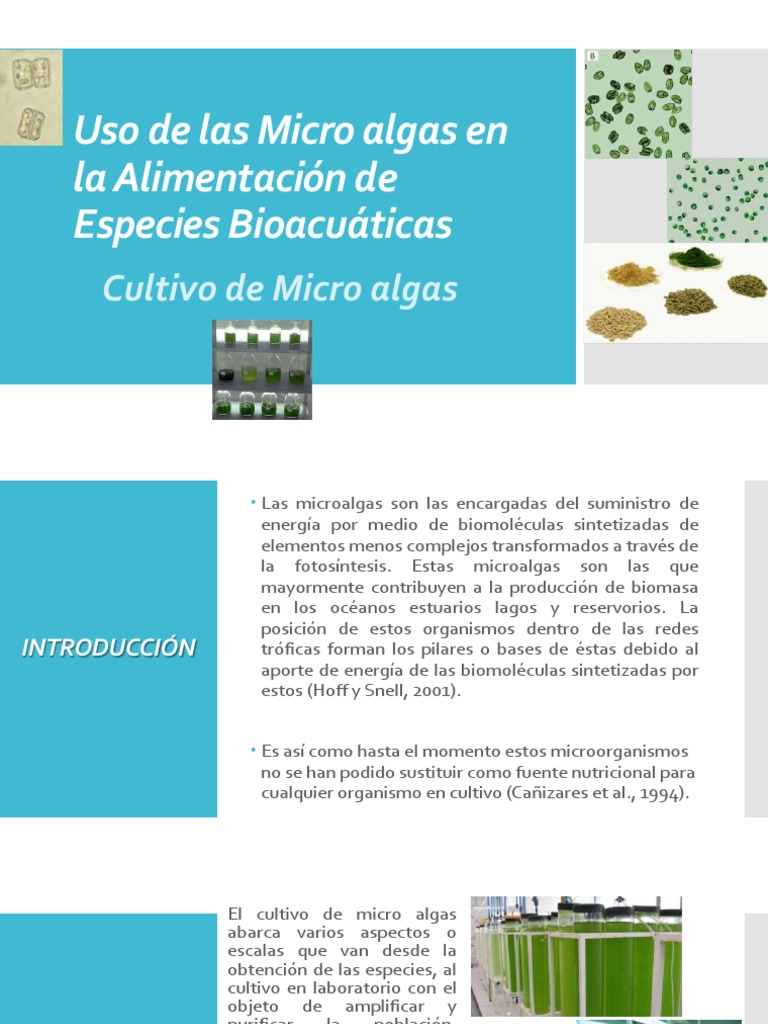 Uso de Las Microalgas | PDF | Nutrición | Dieta y nutrición