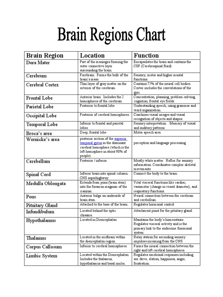 Parts Of The Brain And Their Functions Chart