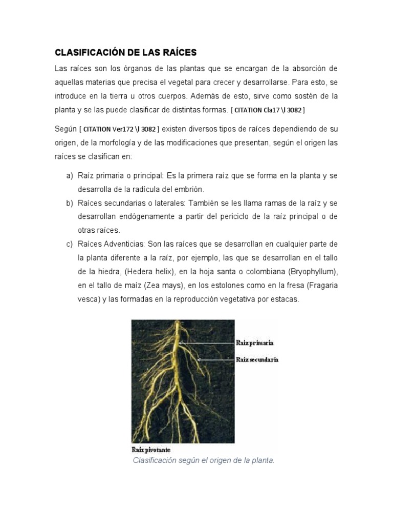 Clasificación De Las Raíces _ Raíz: qué es, características, partes ...